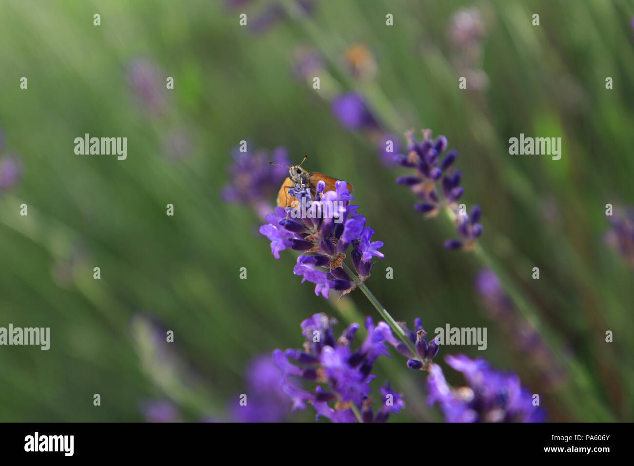 Butterfly Provence High Resolution Stock Photography and Images - Alamy