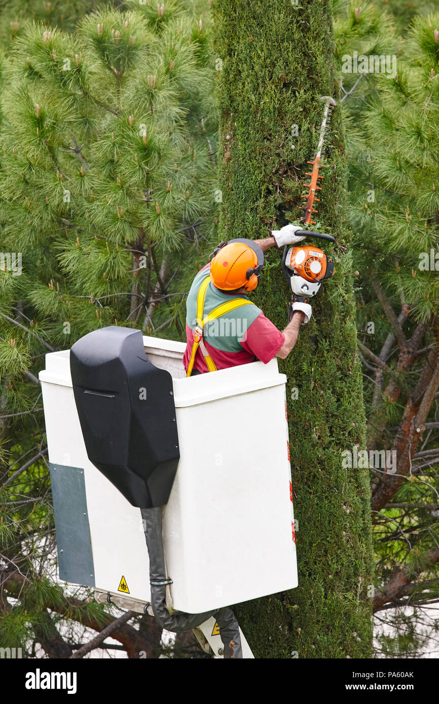 Equiped worker pruning a tree on a crane. Gardening works Stock Photo ...