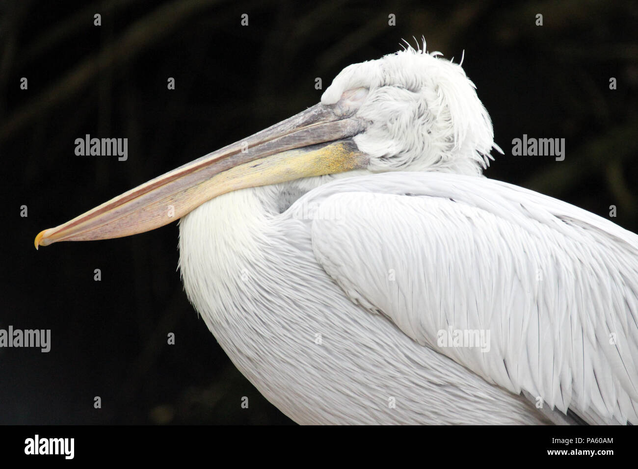 Oiseau animal jaune hi-res stock photography and images - Alamy