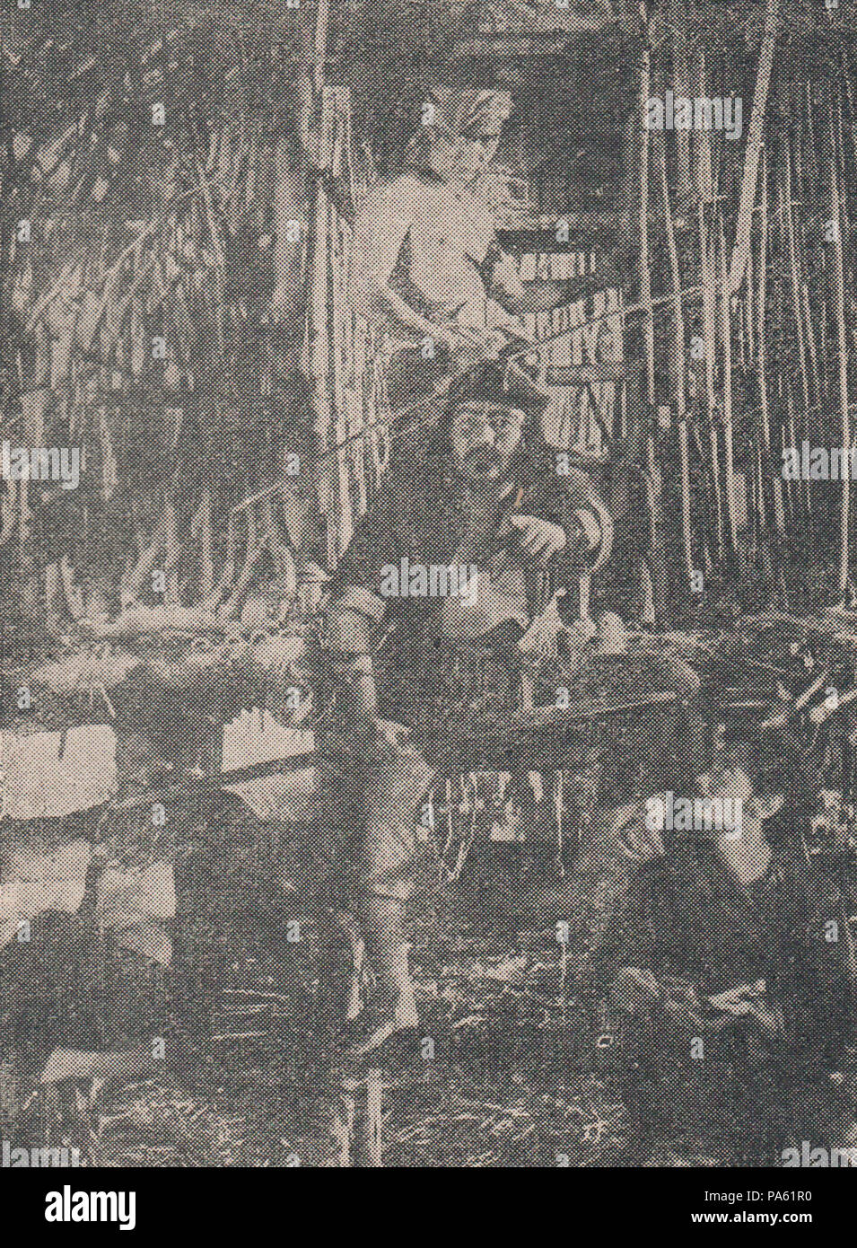 Tusin hi-res stock photography and images - Alamy