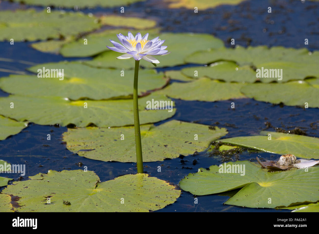 Water lily and flower, Kimberley, Australia Stock Photo - Alamy