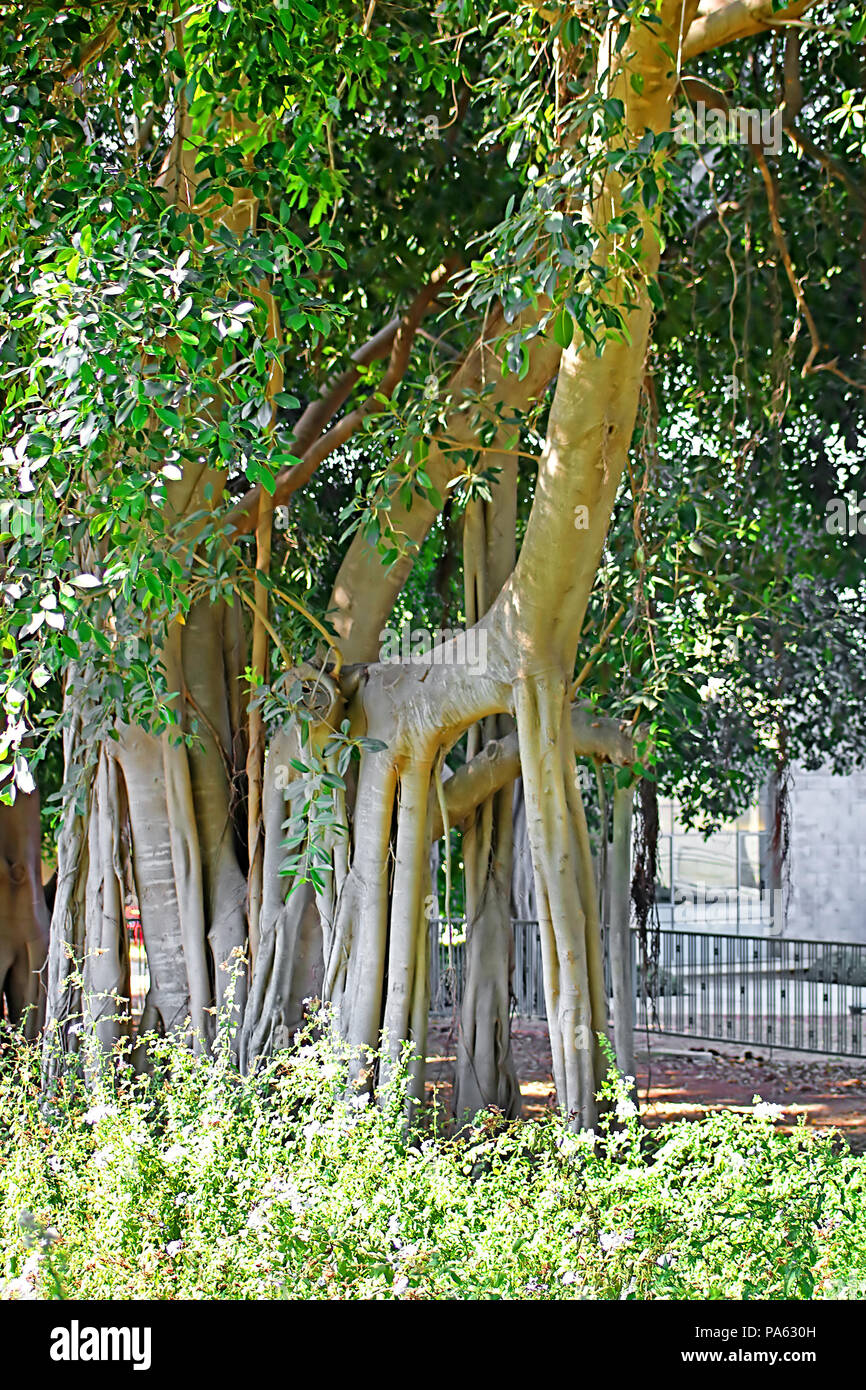 Bengali ficus tree in the park Ramat Hanadiv, Memorial Gardens of Baron ...
