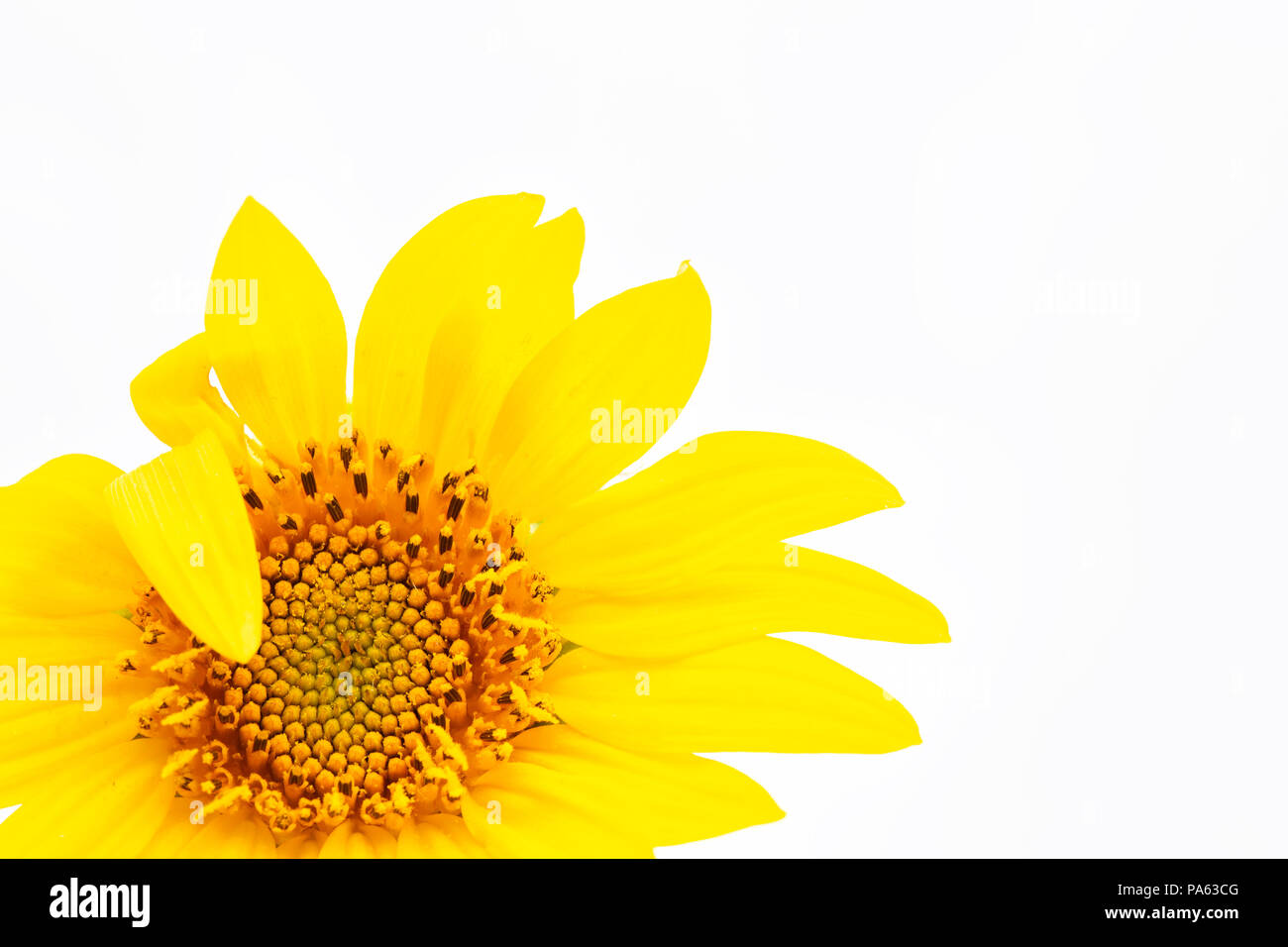 blurred sunflower in the white light and empty space background Stock ...