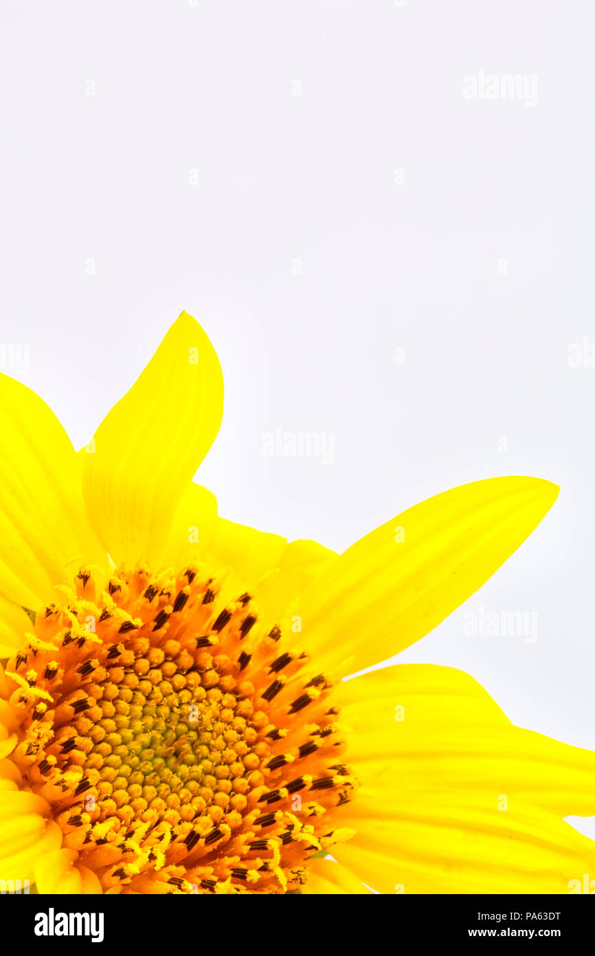blurred sunflower in the white light and empty space background Stock ...