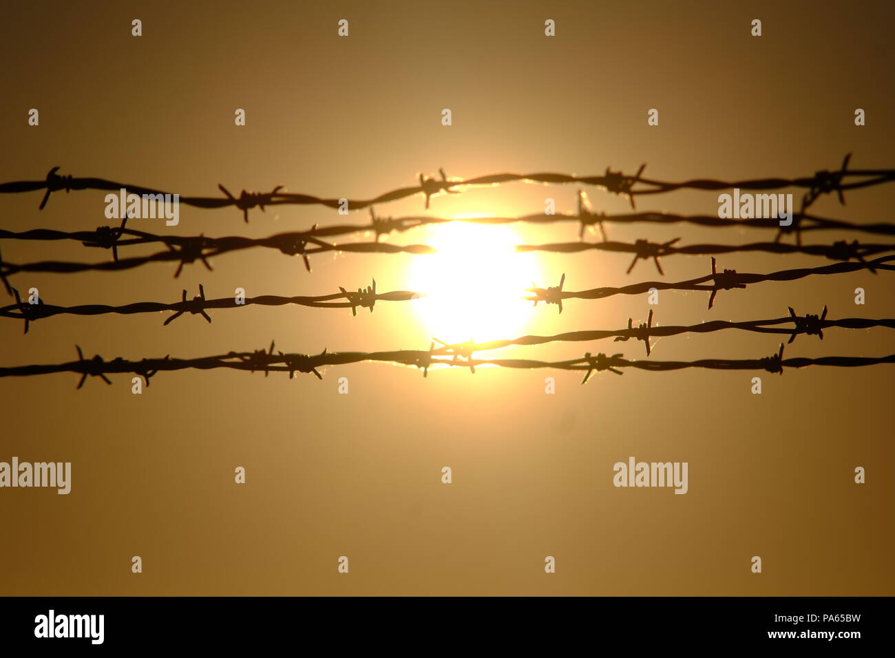 Barbed wire and sun Stock Photo - Alamy