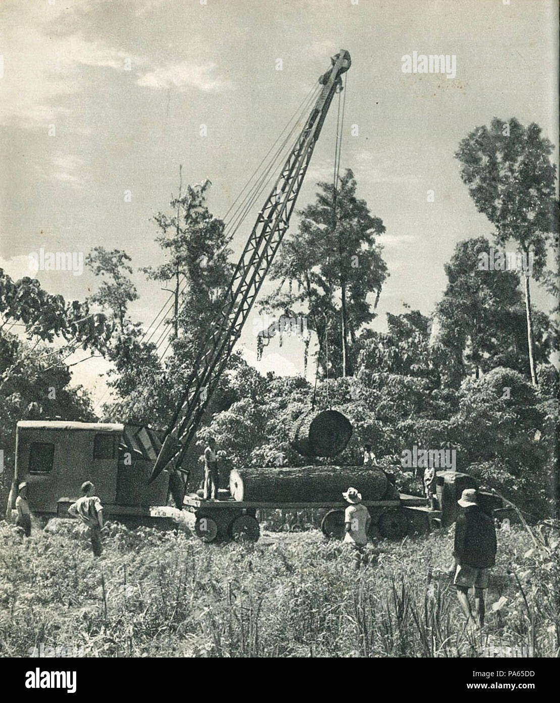 160 Logging in Morotai, Indonesia Tanah Airku, p48 Stock Photo - Alamy