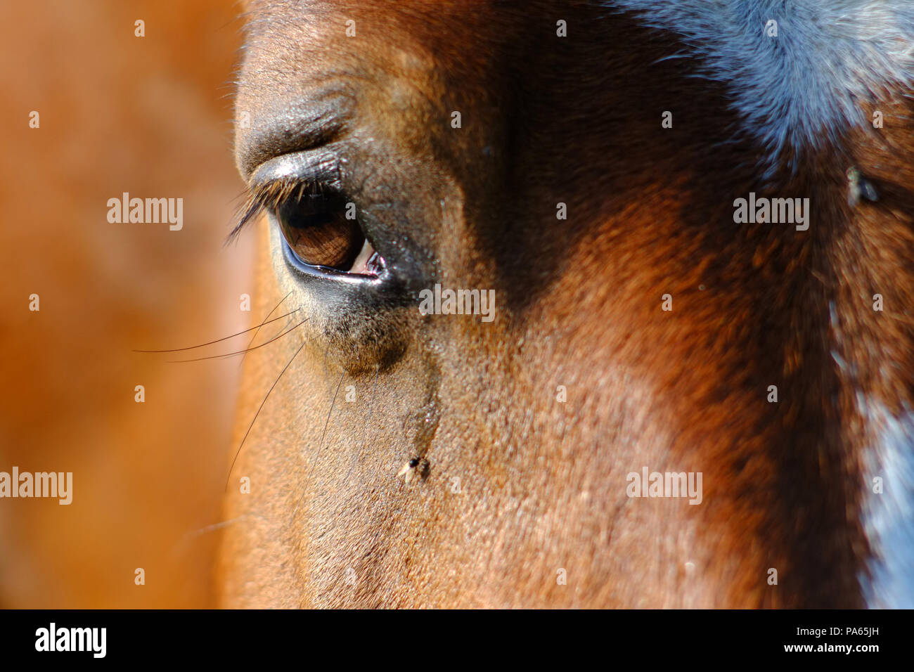 Fly drinking the tears of a horse Stock Photo - Alamy