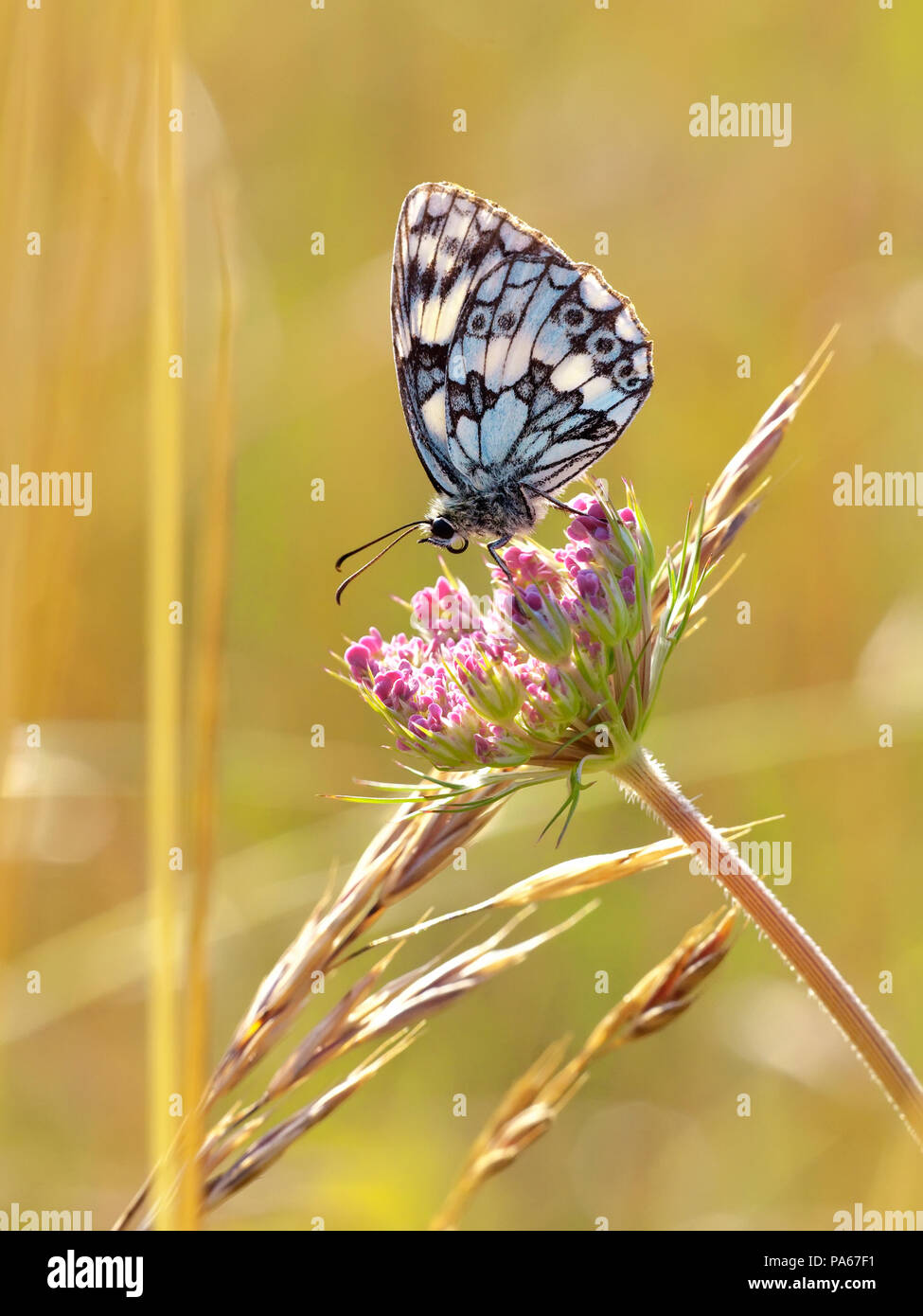 A photography of a beautiful butterfly in nature Stock Photo - Alamy