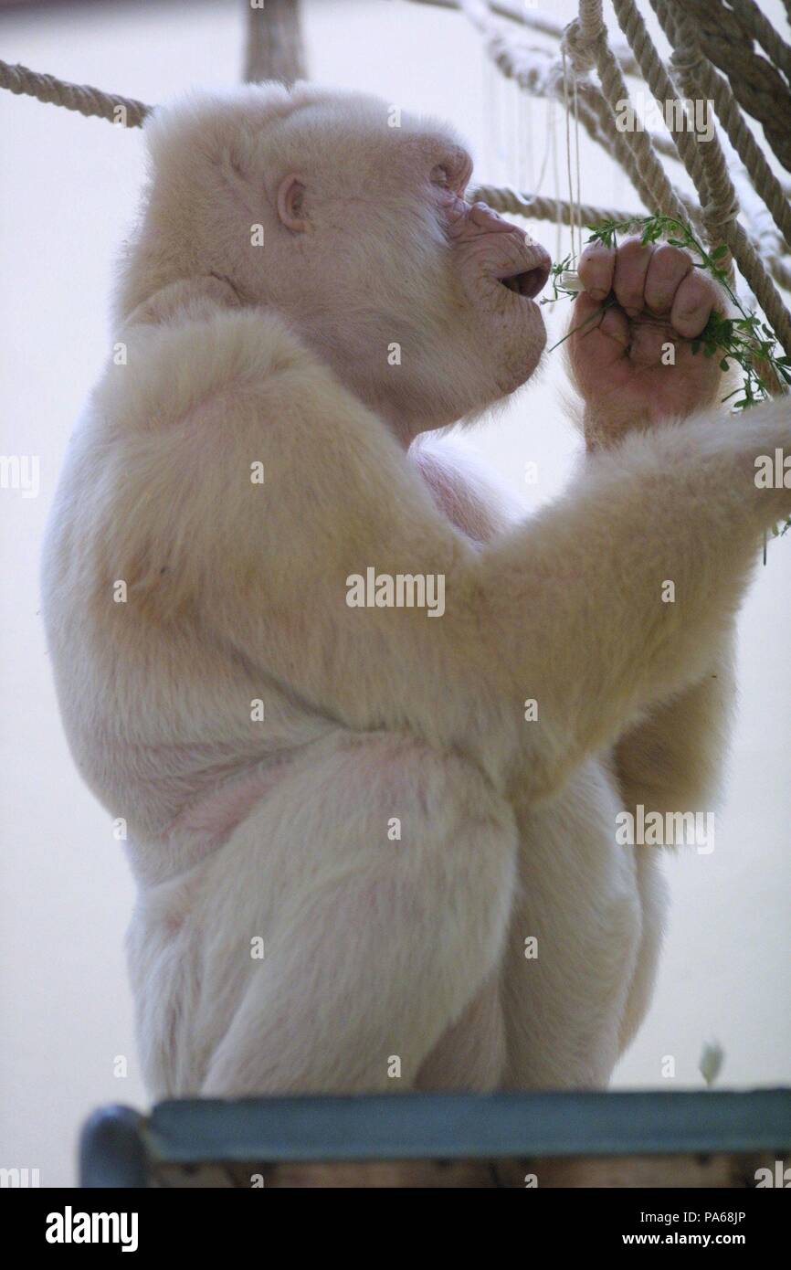 Copito de nieve, gorila albino. Zoológico de Barcelona Stock Photo - Alamy