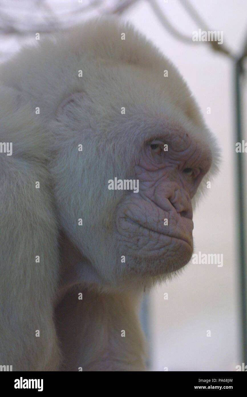Copito de nieve, gorila albino. Zoológico de Barcelona Stock Photo - Alamy