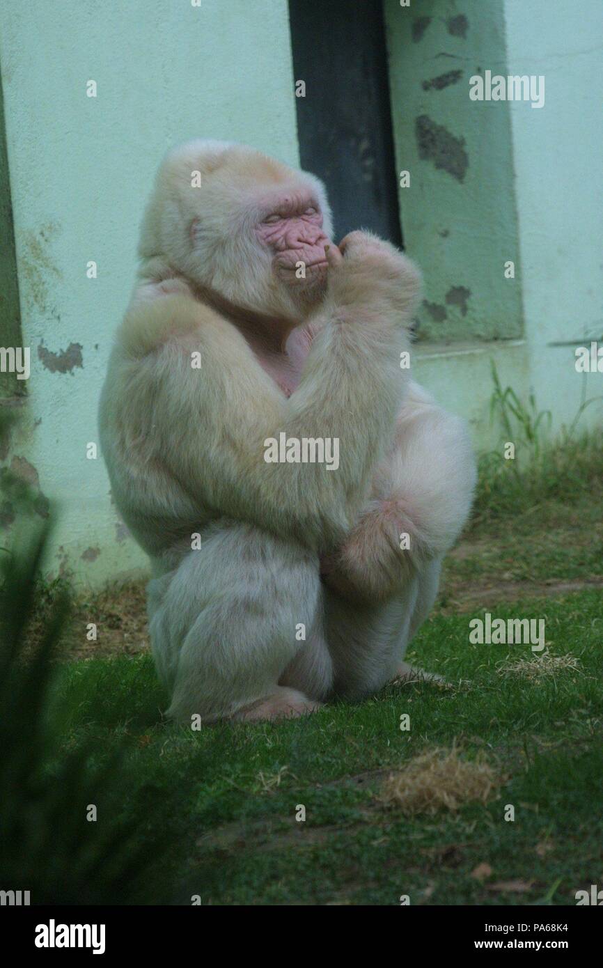 Copito de nieve, gorila albino. Zoológico de Barcelona Stock Photo - Alamy