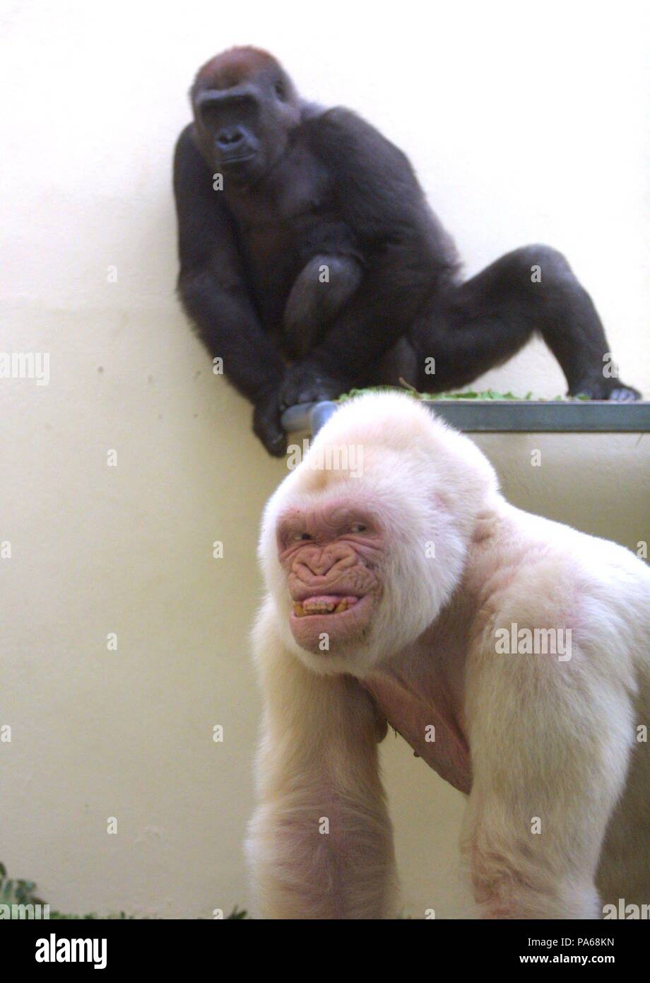 Copito de nieve, gorila albino. Zoológico de Barcelona Stock Photo - Alamy