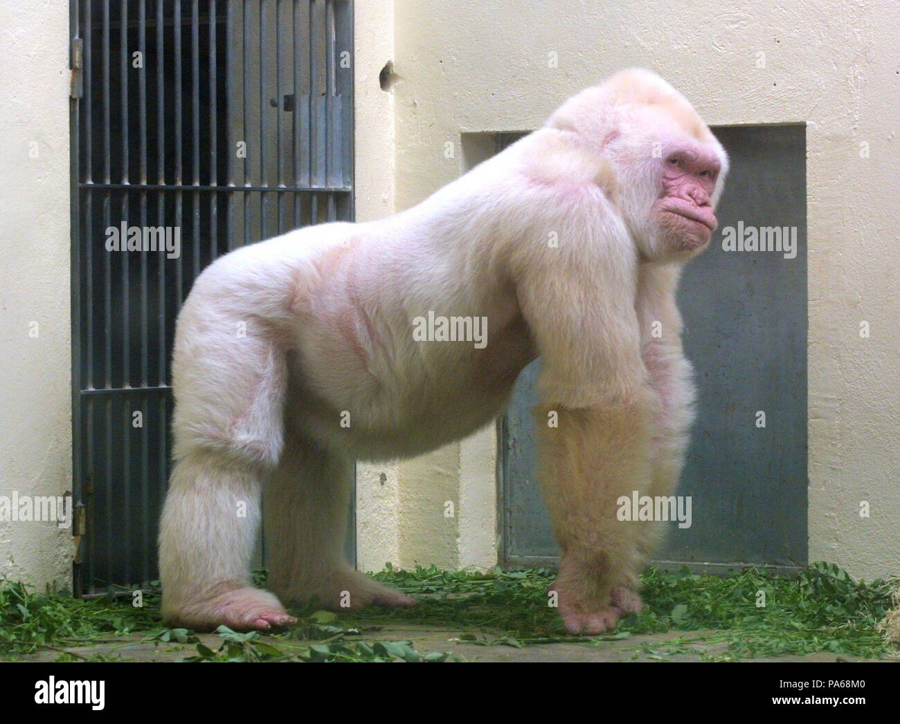 Copito de nieve, gorila albino. Zoológico de Barcelona Stock Photo - Alamy