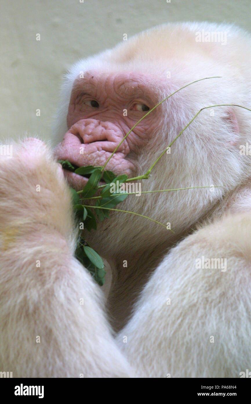 Copito de nieve, gorila albino. Zoológico de Barcelona Stock Photo - Alamy