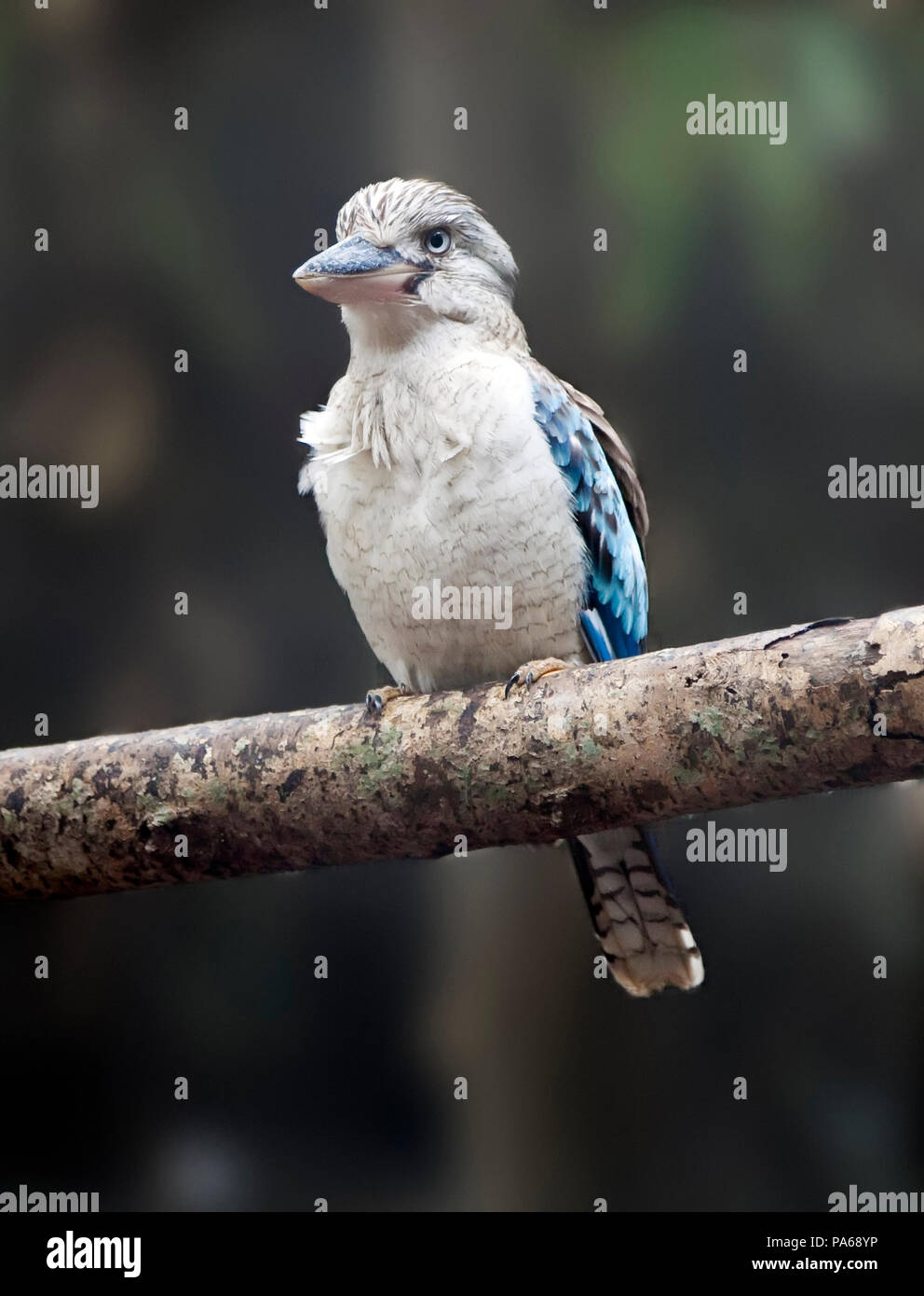 A photography of a Coocaburra bird in Australia Stock Photo - Alamy