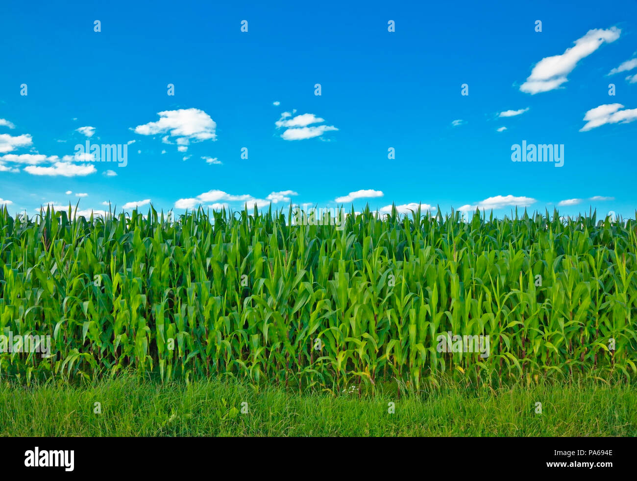 A photography of a beautiful corn field Stock Photo - Alamy