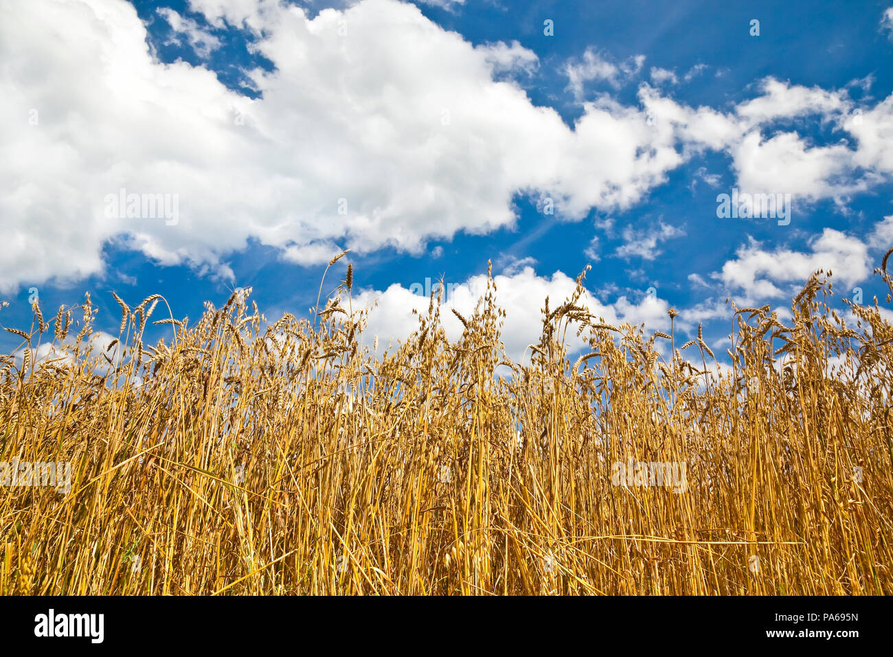 A photography of a golden corn field Stock Photo - Alamy