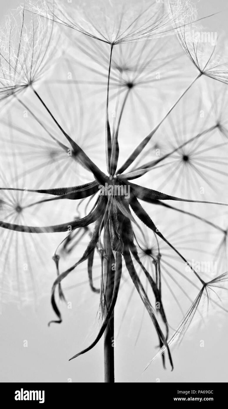 Wind pollination Black and White Stock Photos & Images - Alamy