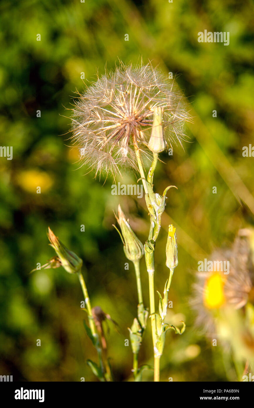 Dandelion stalk hi-res stock photography and images - Alamy