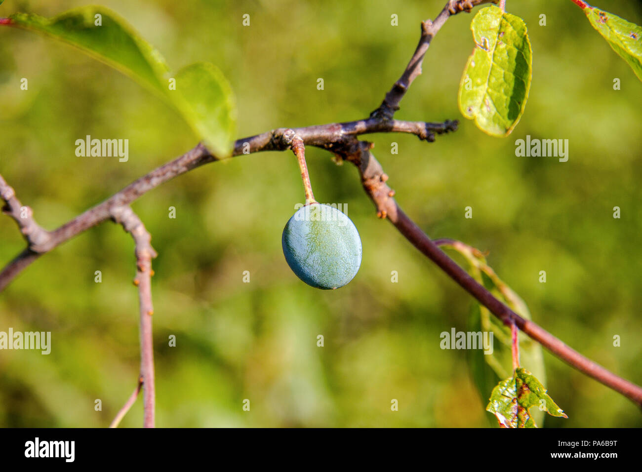 image of a wild plum berry ripens on a branch Stock Photo - Alamy