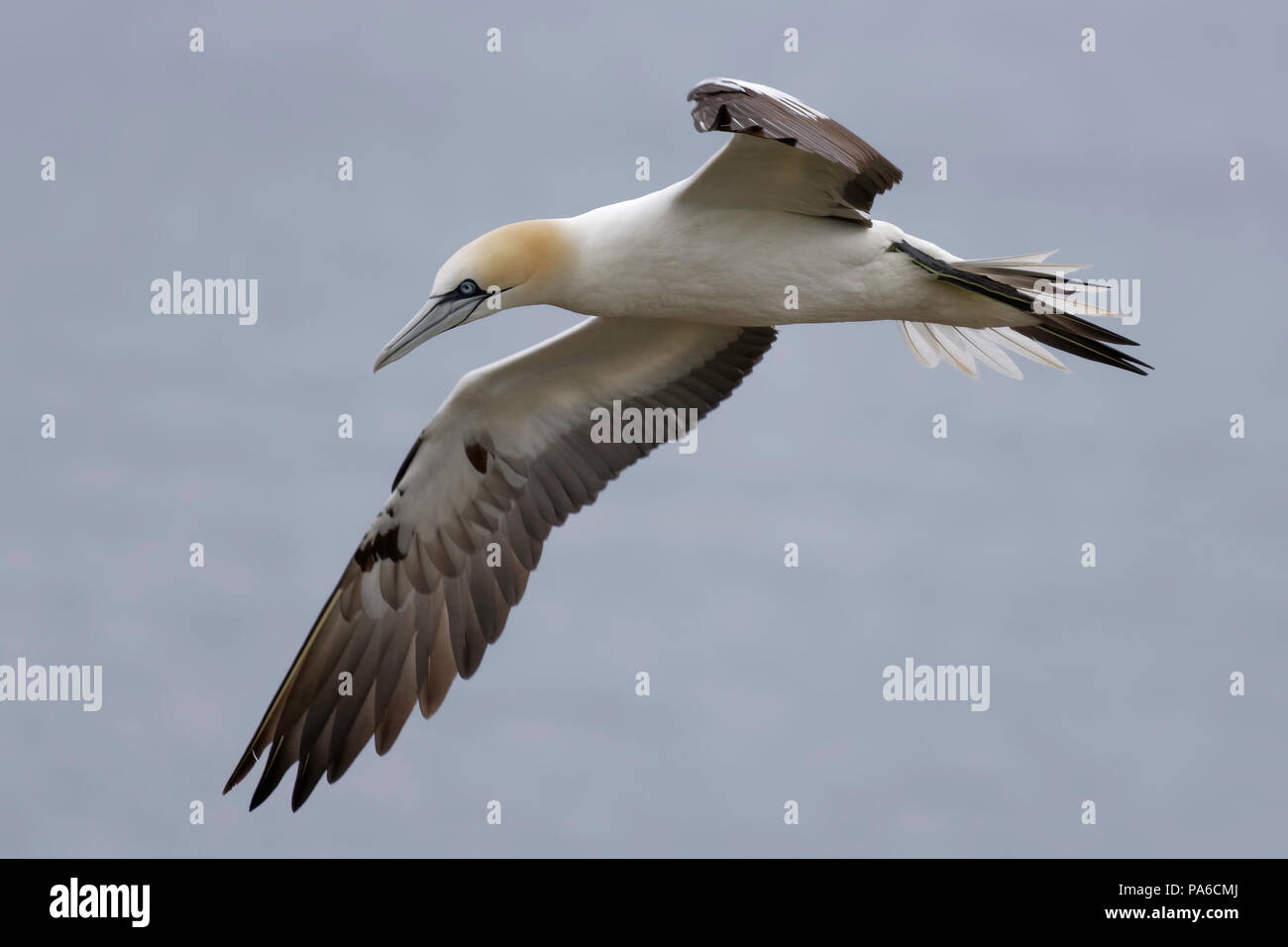 gannet in flight revealing the underwing feather detail Stock Photo - Alamy