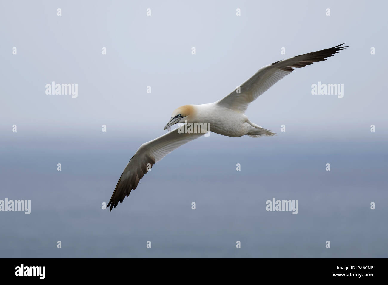 Northern gannet feather in hi-res stock photography and images - Alamy