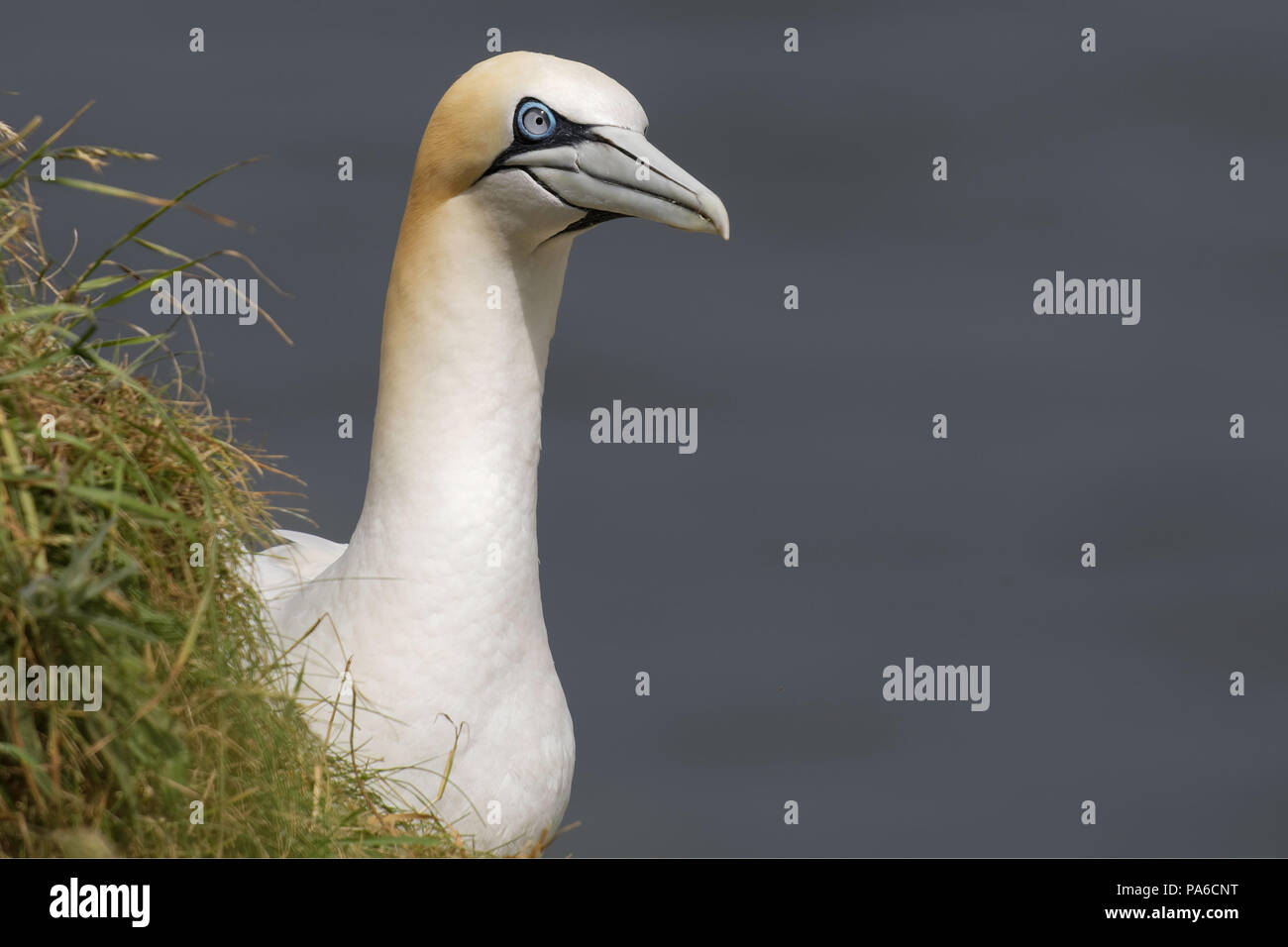 Northern Gannet, head detail Stock Photo - Alamy