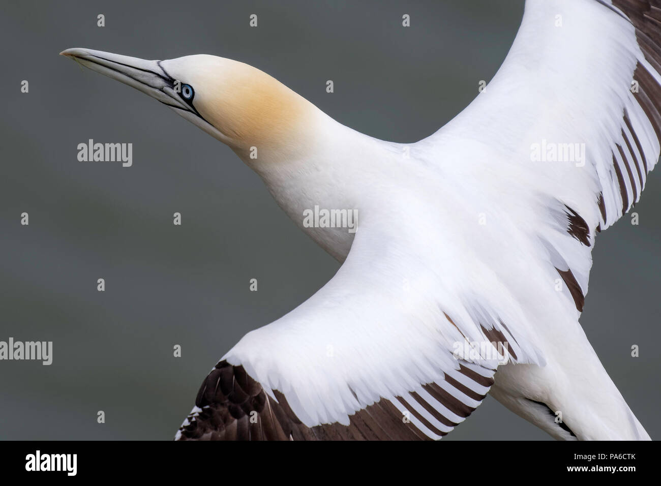 Northern gannet hi-res stock photography and images - Alamy
