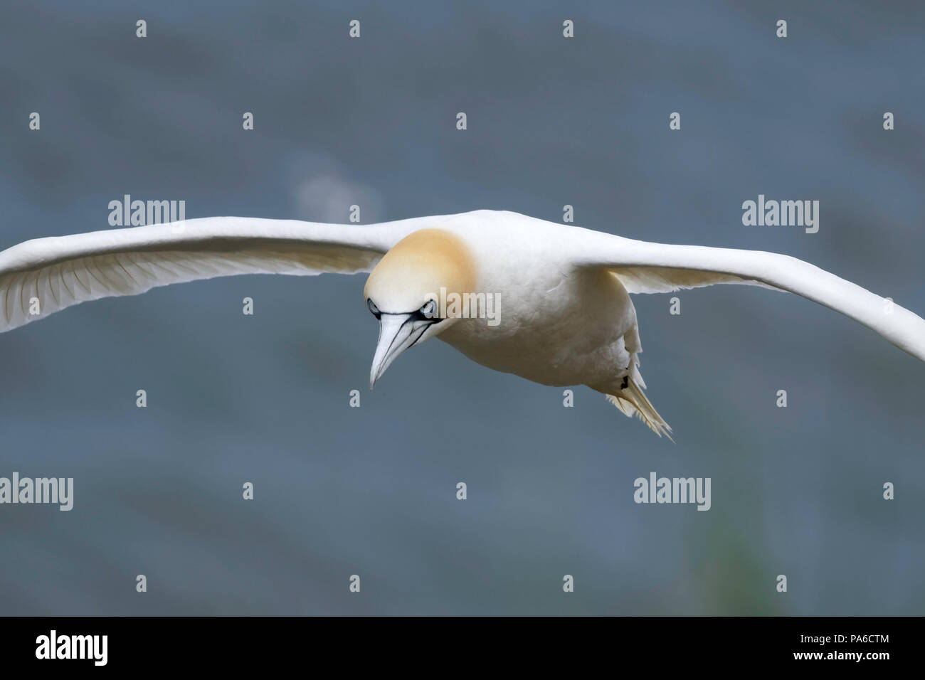 To northern gannet hi-res stock photography and images - Alamy