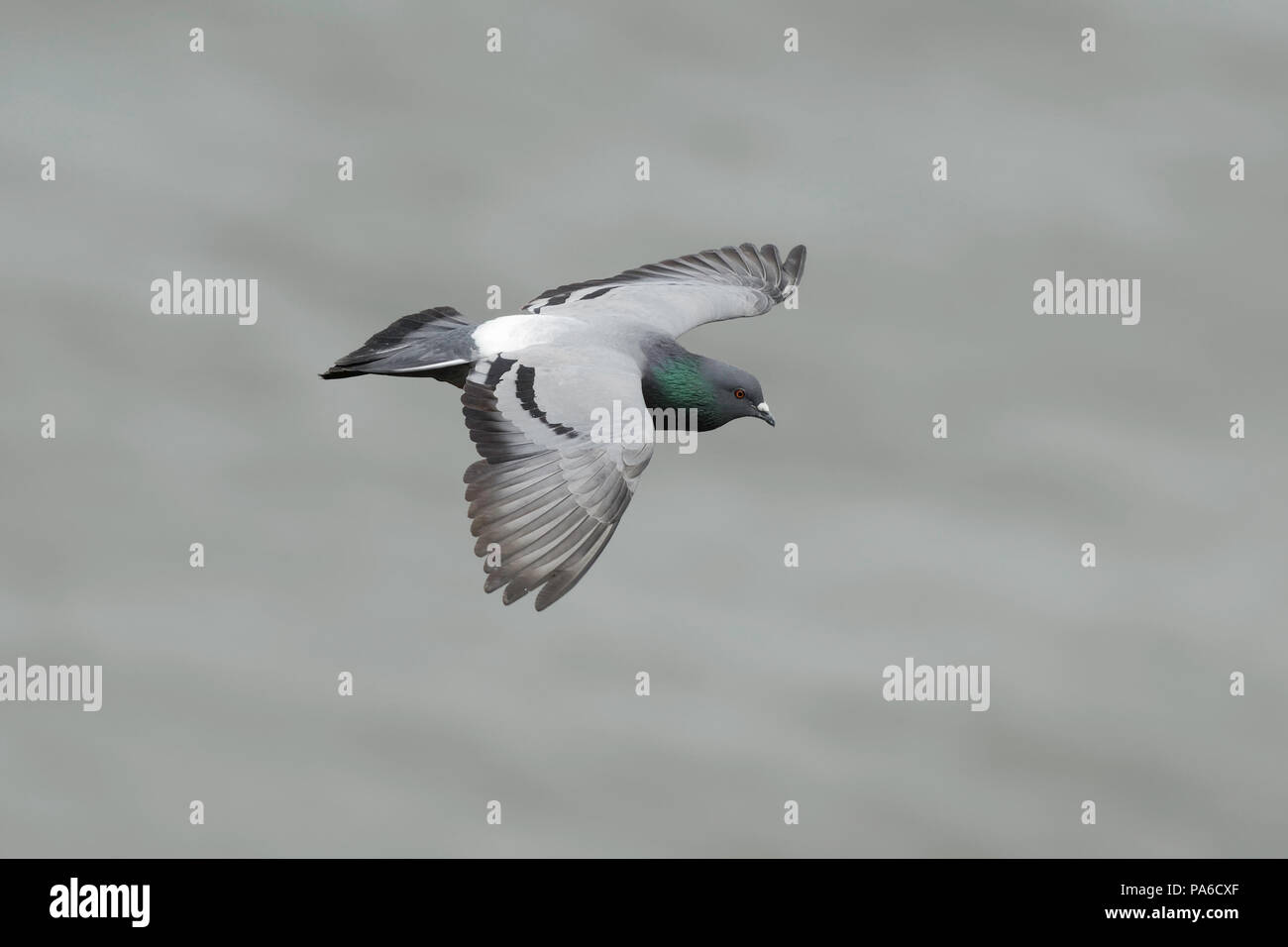 Dove in flight hi-res stock photography and images - Alamy