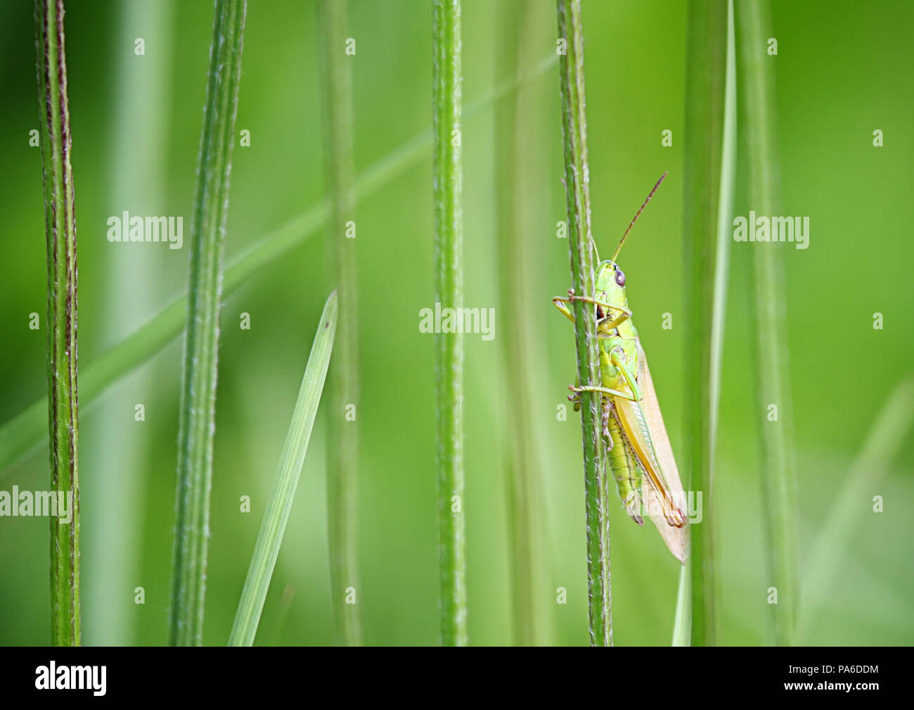 A photography of an small europeon grasshopper Stock Photo - Alamy