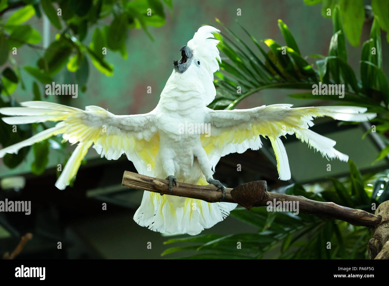 Exited animal hi-res stock photography and images - Alamy