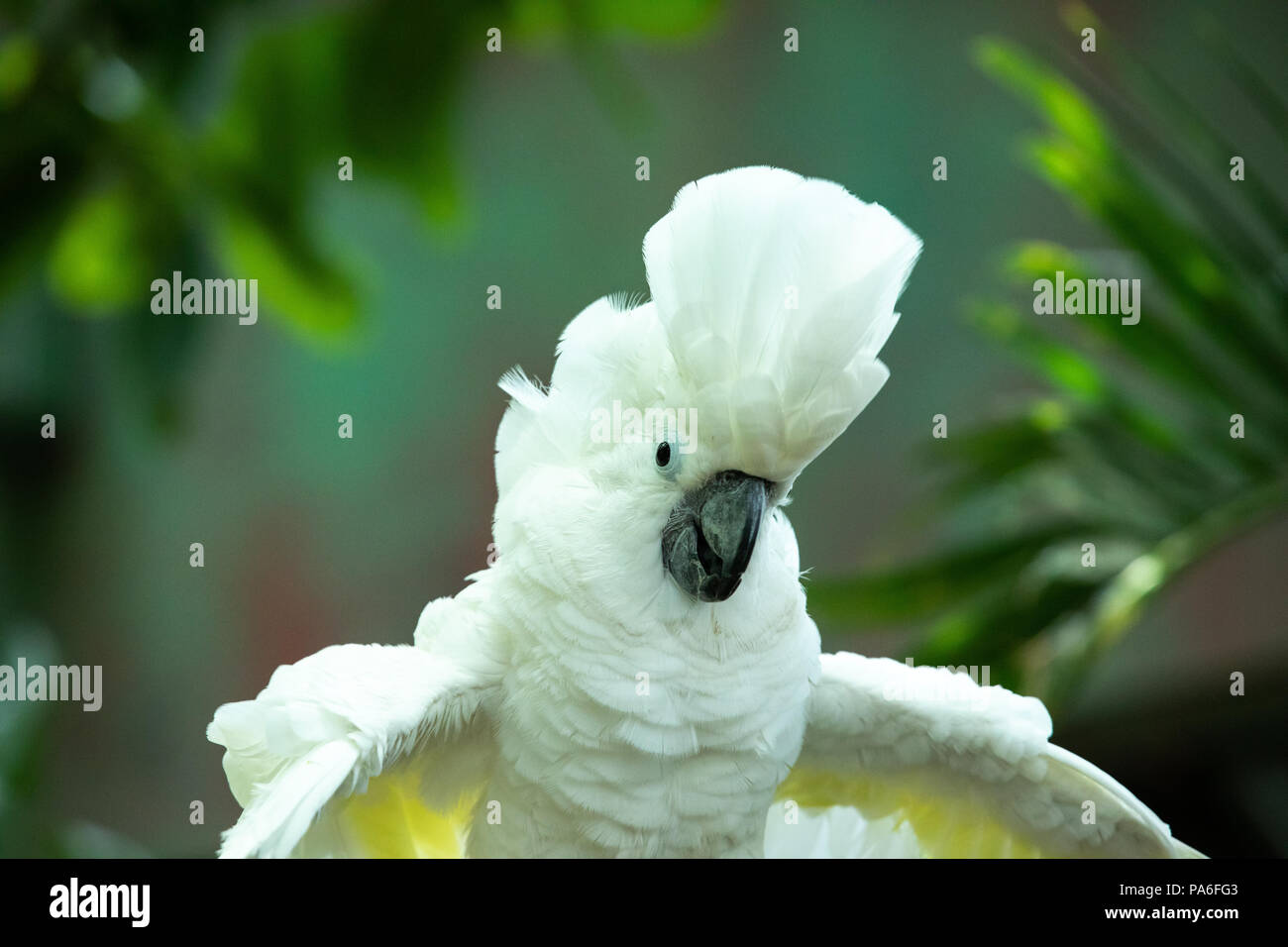 Exited white cockatoo excitedly flapping his wings and swinging his ...
