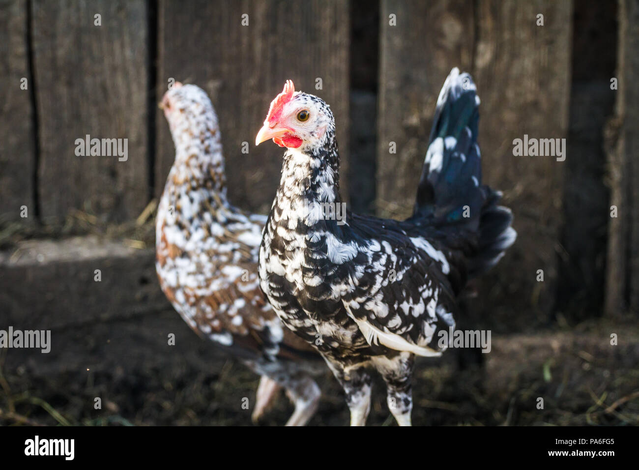 Steinhendl - Stoapiperl [Gallus gallus domesticus] critically endangered chicken breed from ...
