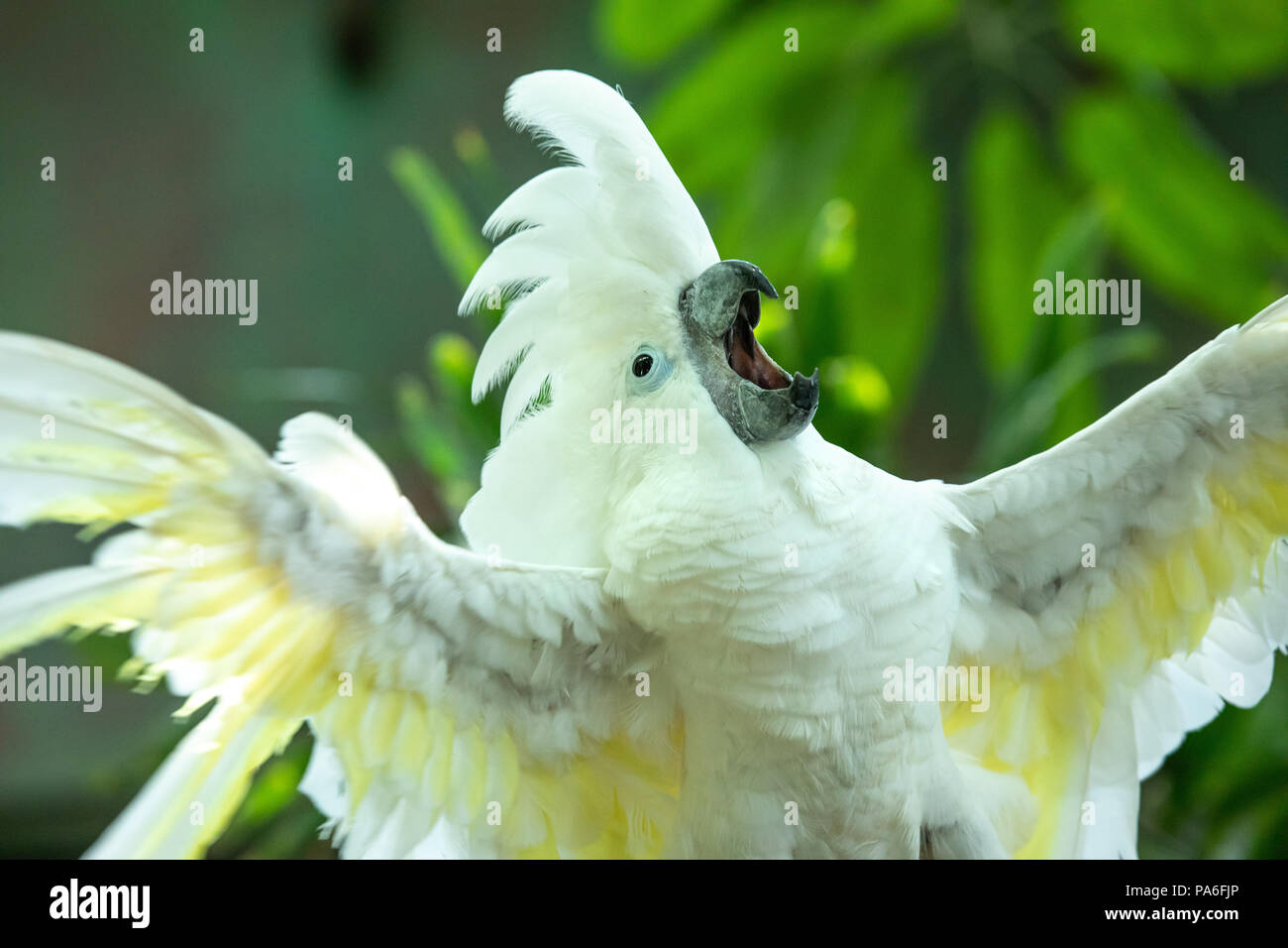 Exited white cockatoo excitedly flapping his wings and swinging his ...