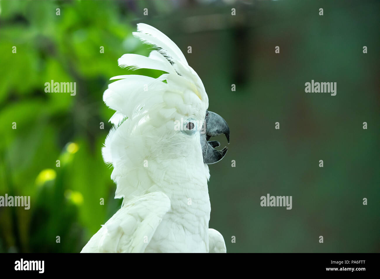 Exited white cockatoo excitedly flapping his wings and swinging his ...
