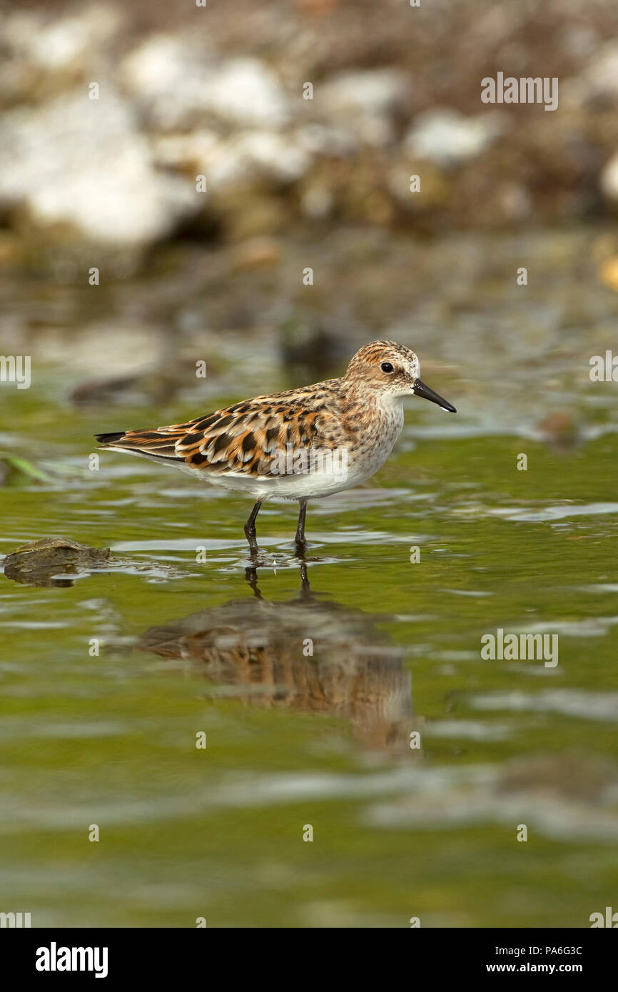 Little stint summer plumage hi-res stock photography and images - Alamy