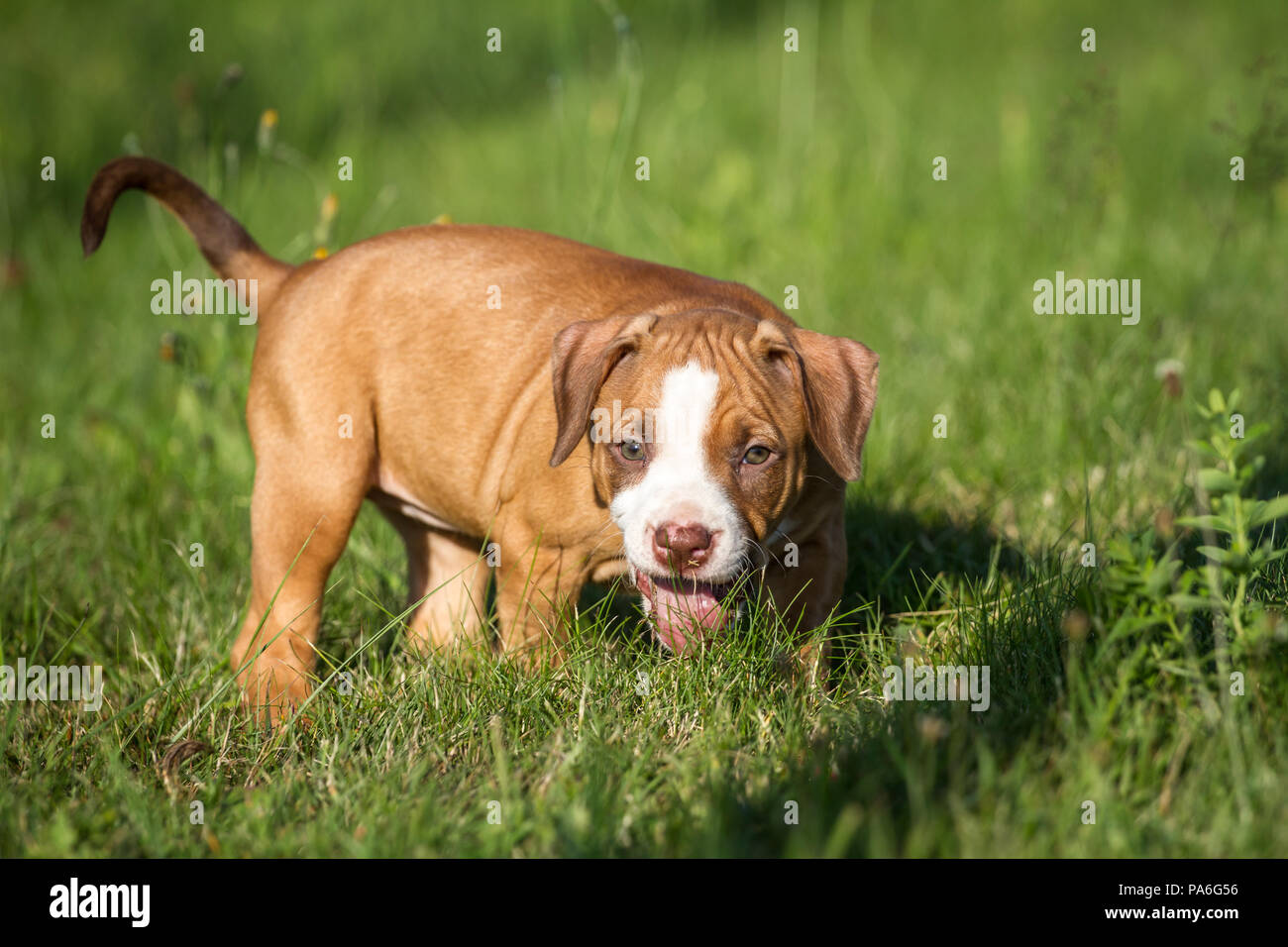 American bulldog puppy running hi-res stock photography and images - Alamy