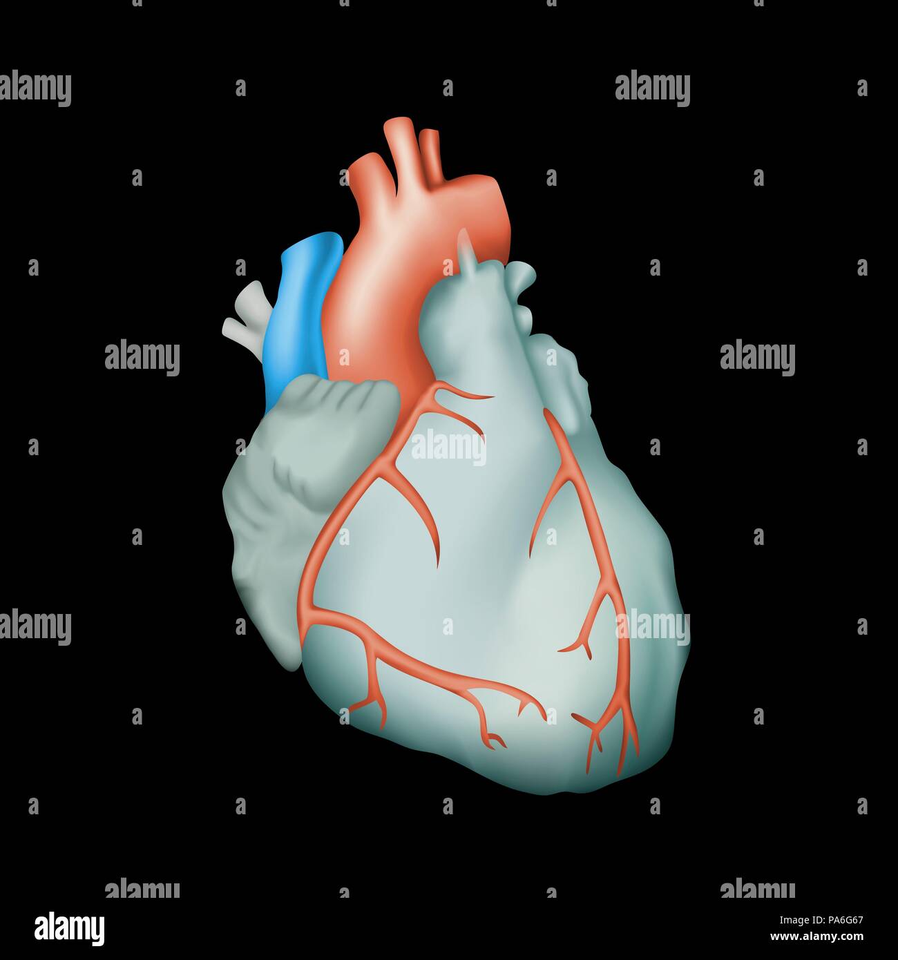 Human heart, illustration Stock Photo - Alamy