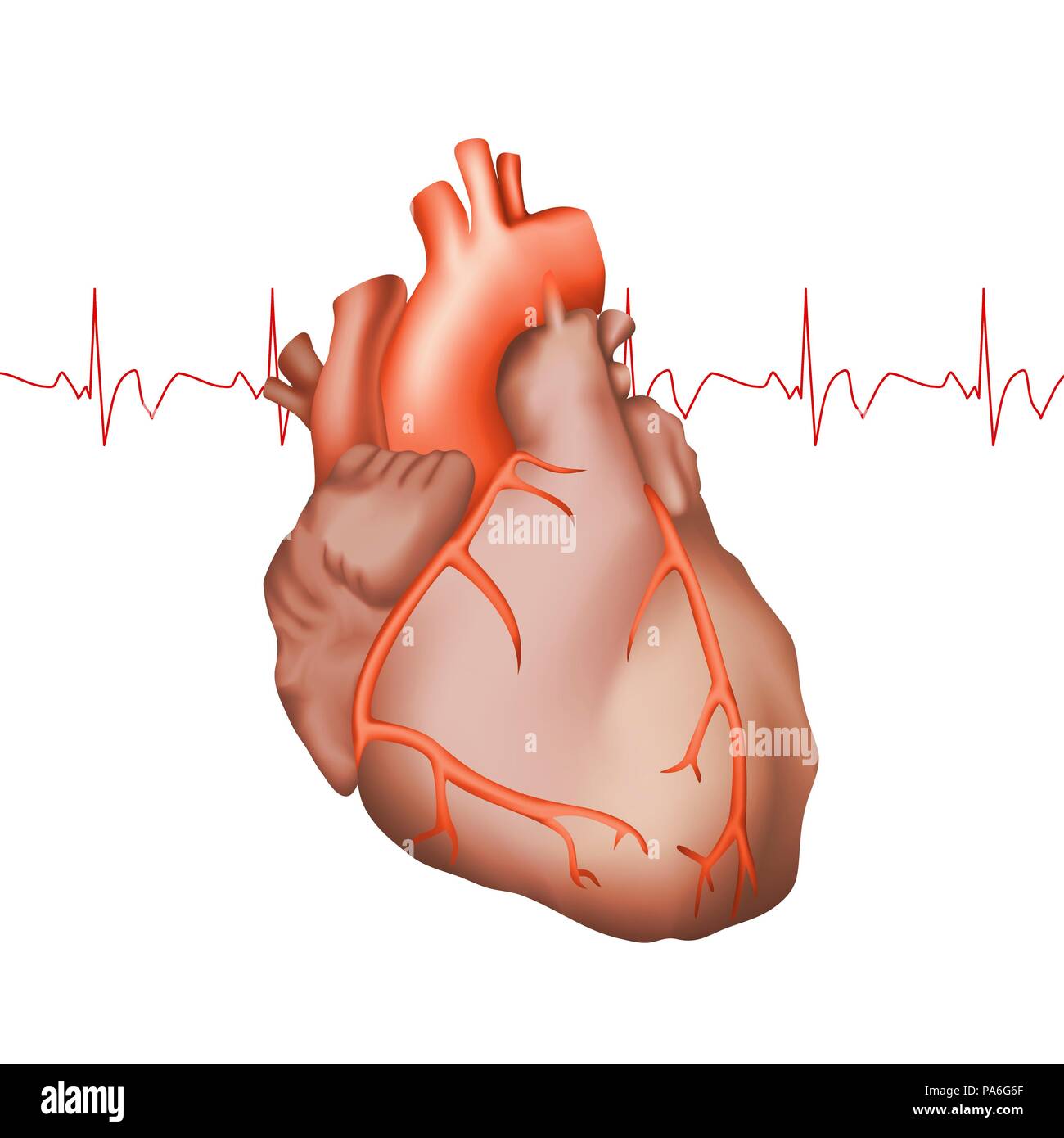Real Healthy Human Heart