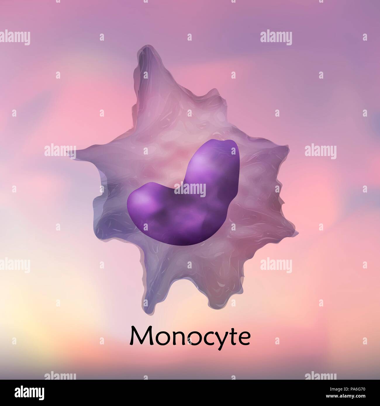 Monocyte white blood cell, illustration Stock Photo - Alamy