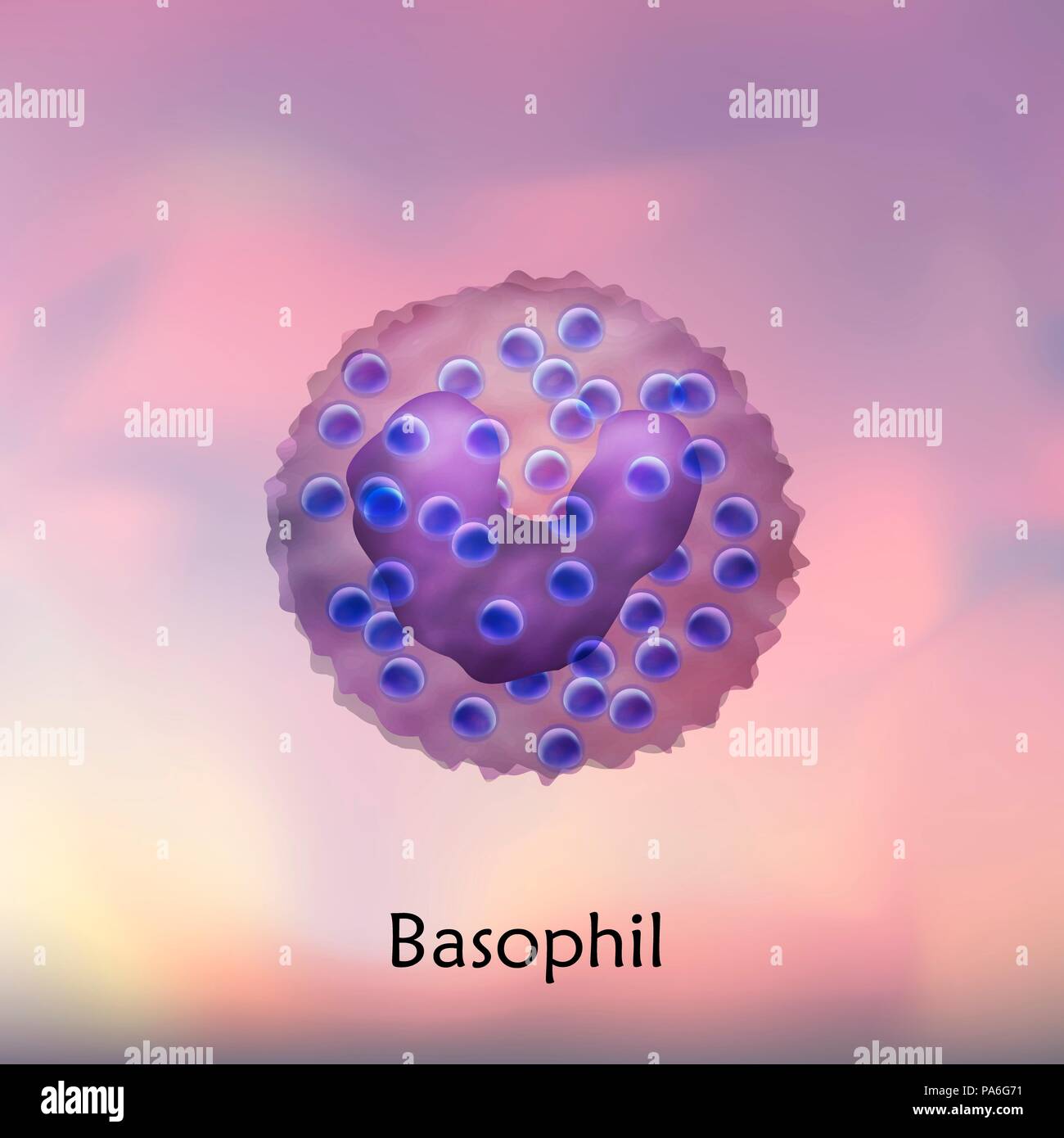 Basophil white blood cell, illustration Stock Photo - Alamy