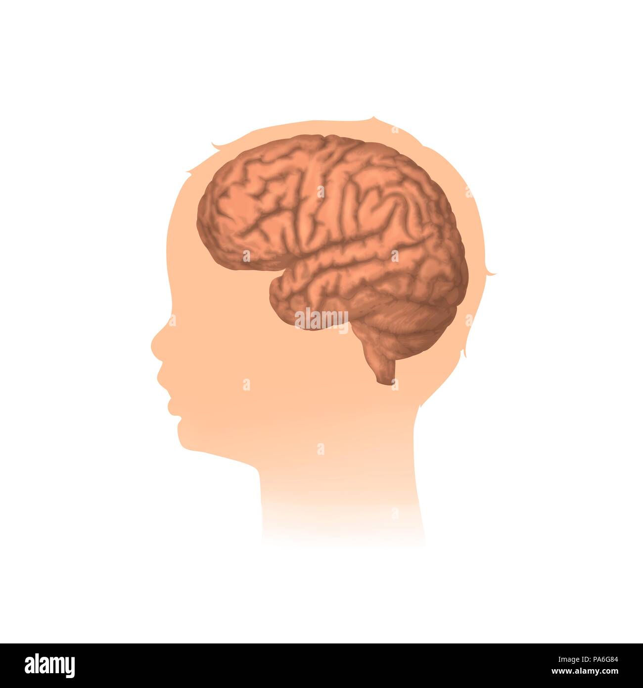 Childs head anatomy hi-res stock photography and images - Alamy