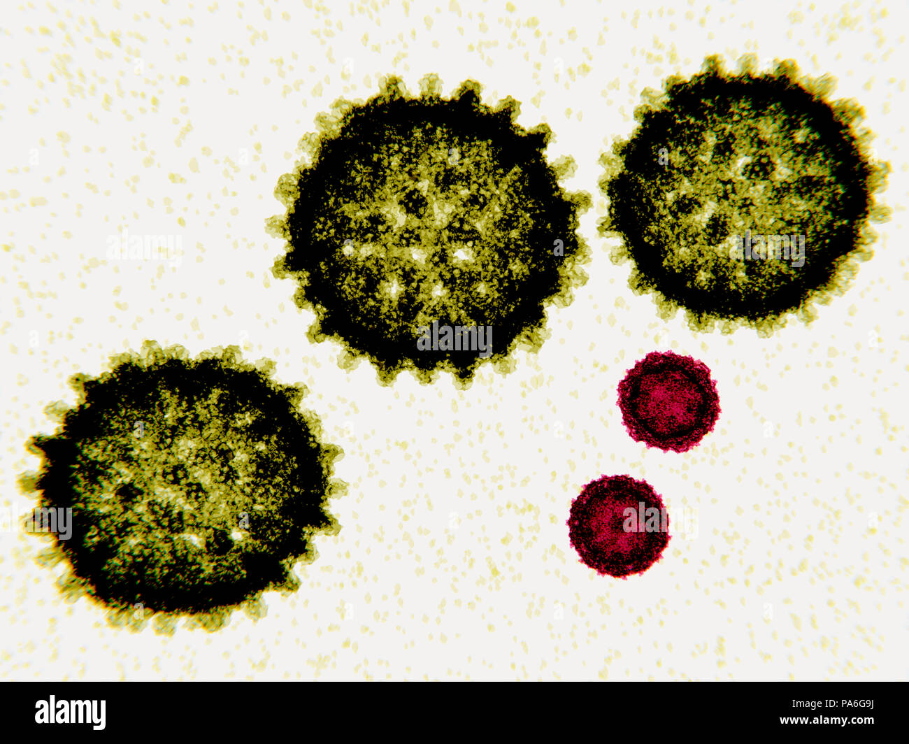 Hepatitis C (green) and polio (red) virus particles, illustration. Both ...