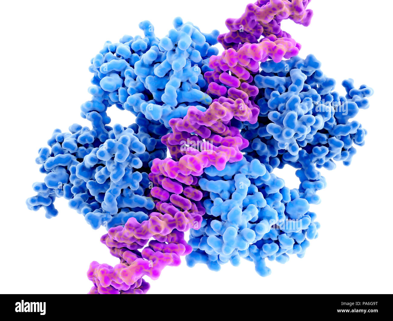Dna Binding To Anti Cancer Protein P53 Molecular Model Of Dna Pink