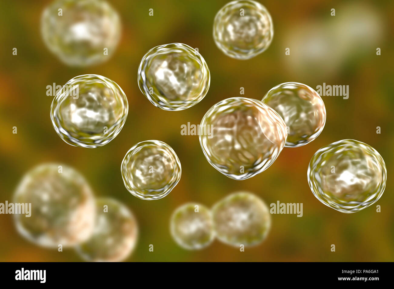 Blastomyces dermatitidis hi-res stock photography and images - Alamy