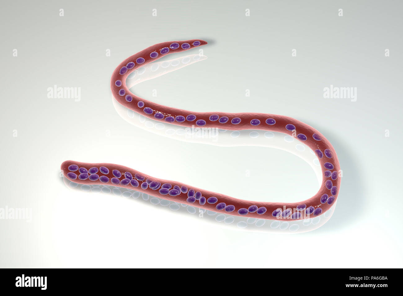 Computer illustration of Mansonella perstans, a roundworm nematode that ...
