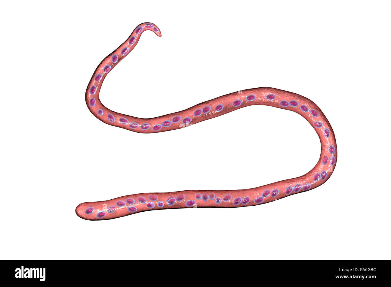 Computer illustration of Mansonella streptocerca, a roundworm nematode ...
