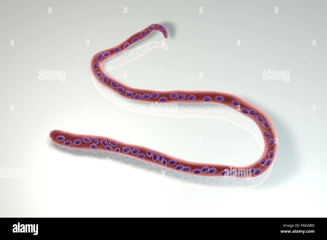 Computer illustration of Mansonella streptocerca, a roundworm nematode ...