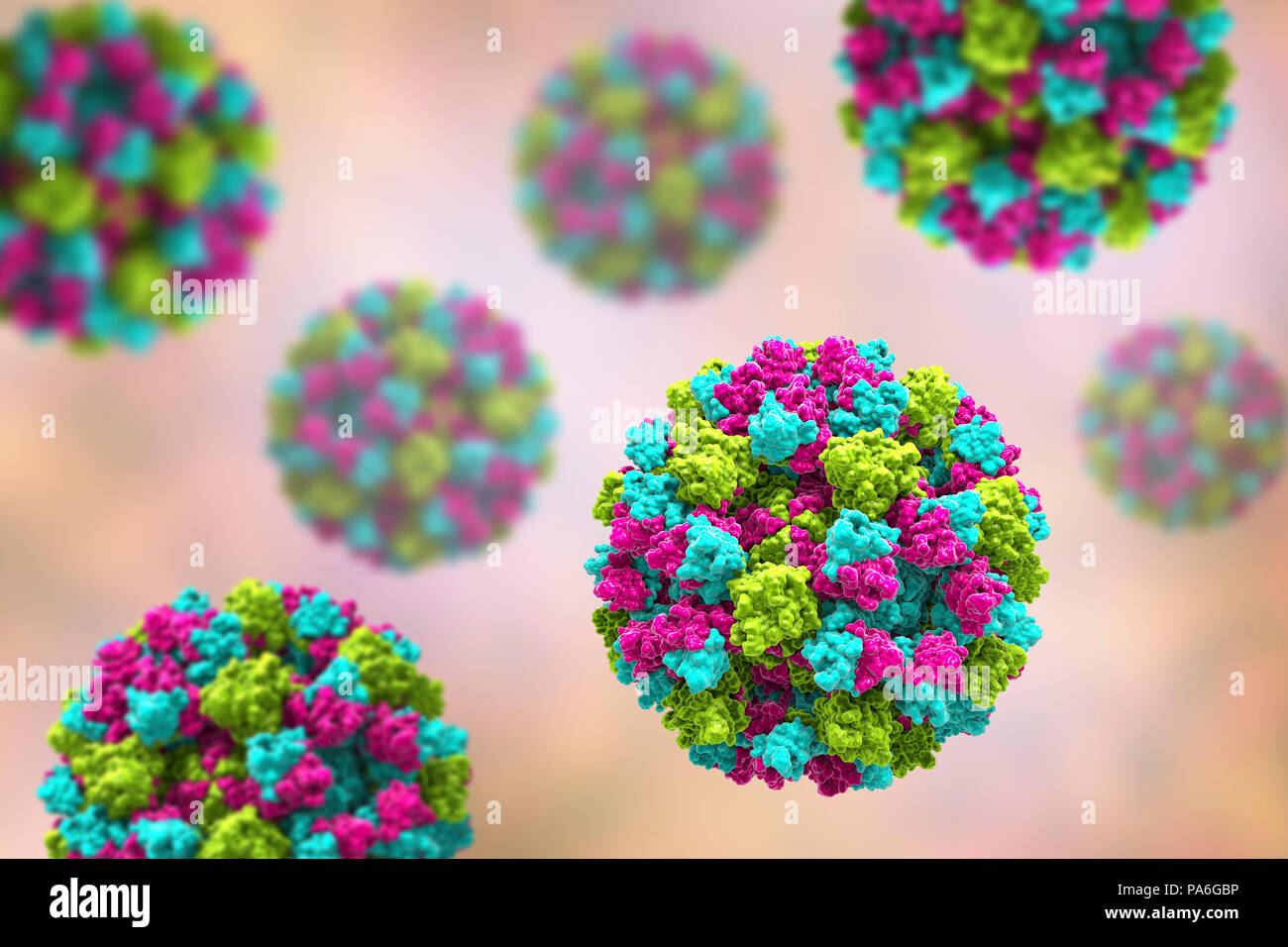 Caliciviridae hi-res stock photography and images - Alamy